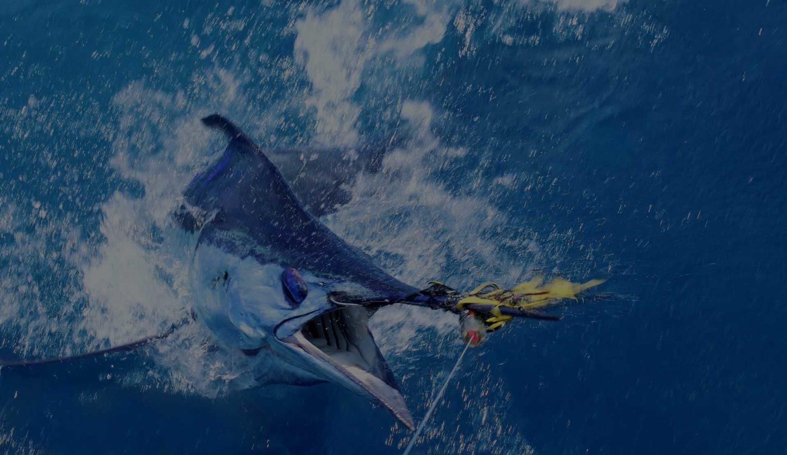 1,000 lbs Marlin - Beast Mode Sport Fishing